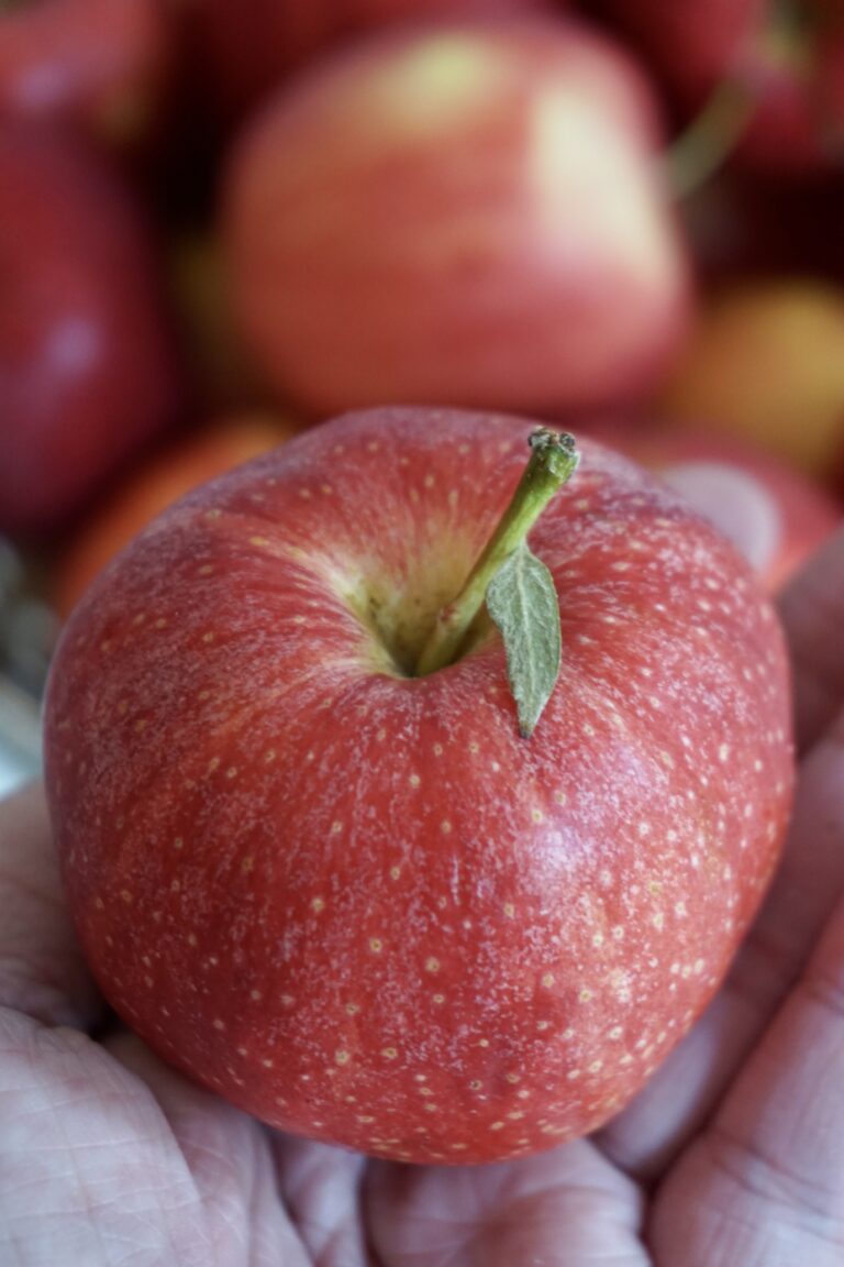 Easy Apple Pie - Humble Oven